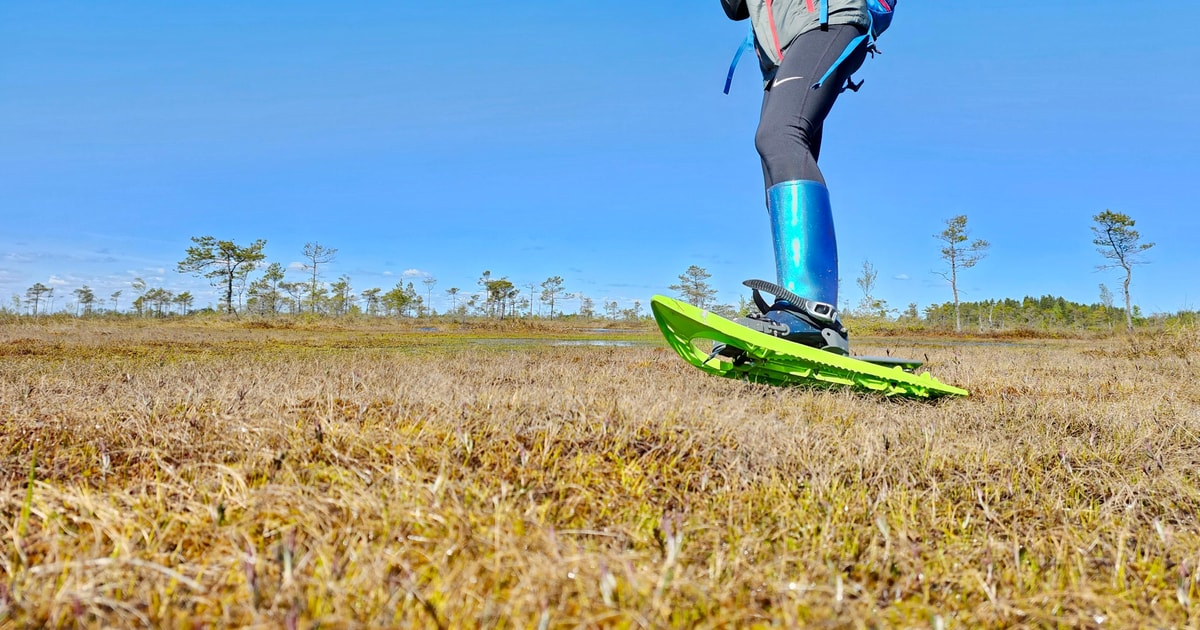 Ķemeri Bogs Adventure: Explore Wetlands In Bog Shoes | GetYourGuide