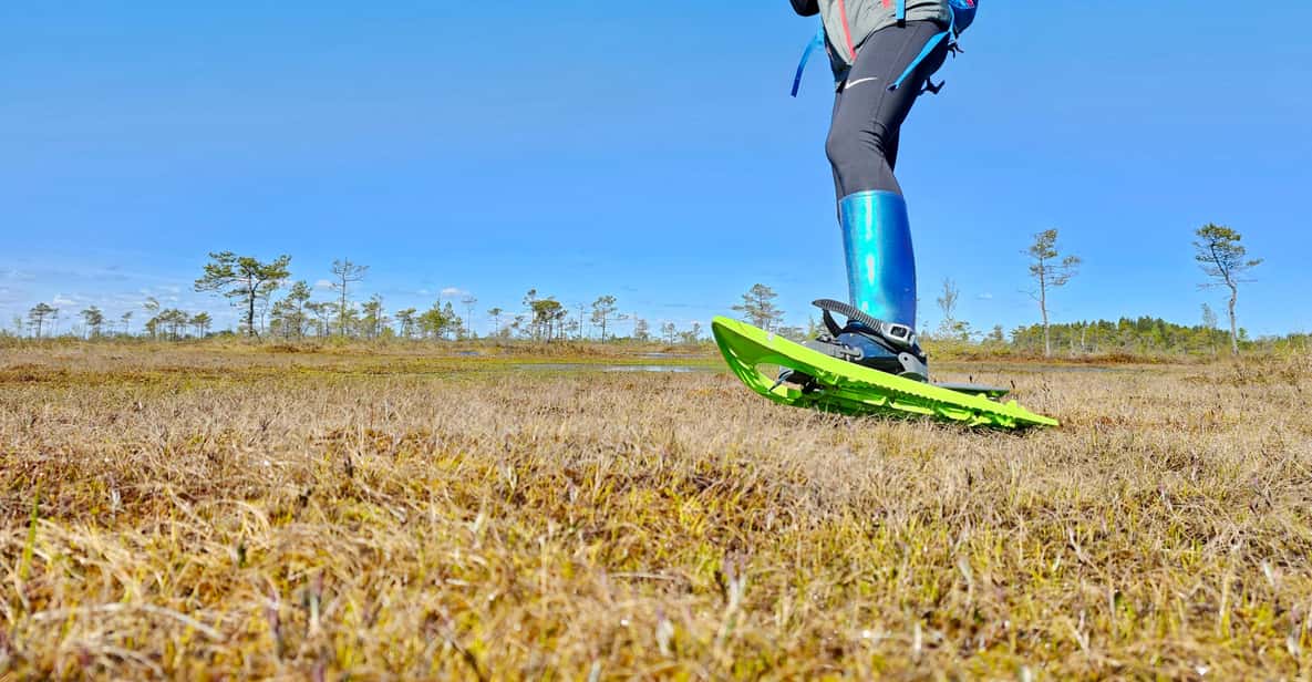 Ķemeri Bogs Adventure: Explore Wetlands In Bog Shoes | GetYourGuide