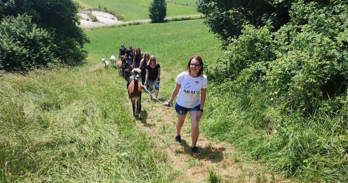 Jettingen-Scheppach: Alpaca wandeling door het Mindeltal | GetYourGuide