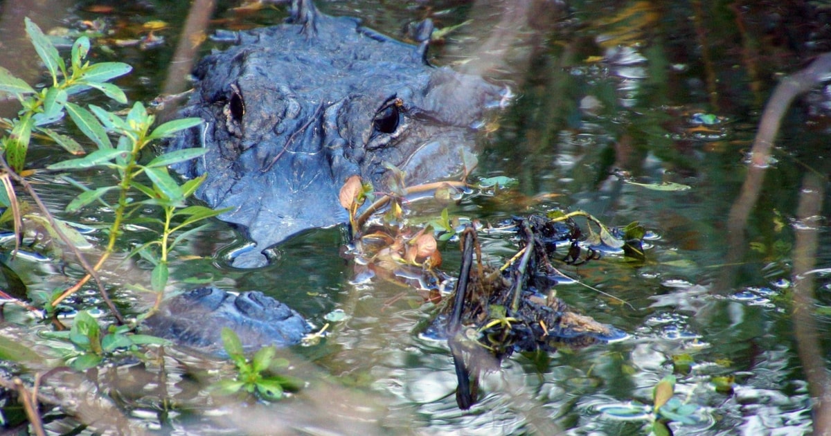 Kissimmee 90 minute Everglades Wildlife Airboat Tour | GetYourGuide