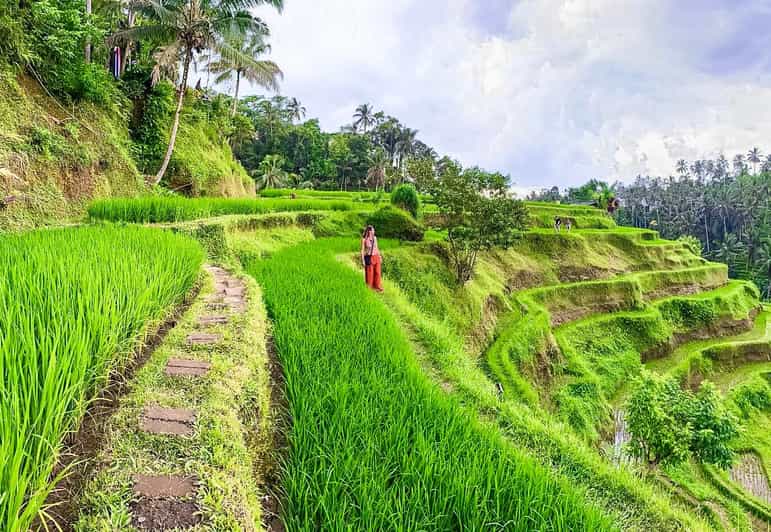 Bali: Monkey Forest, Rice Terrace, Water Temple & Waterfalls | GetYourGuide