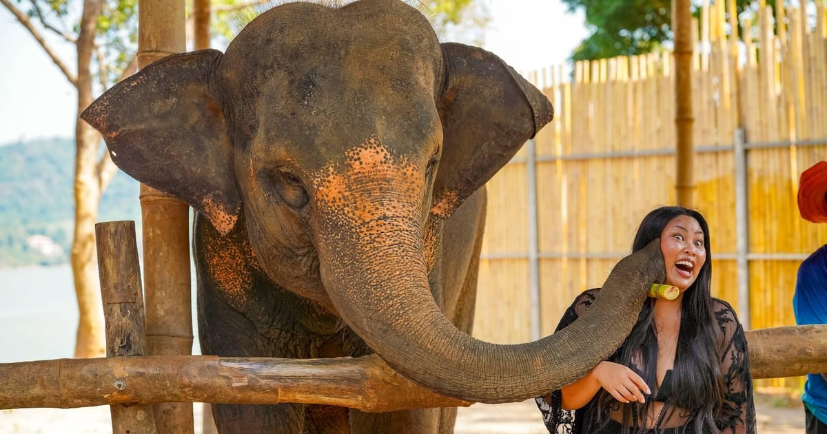 Elephant Feeding Program With Sea View (feeding only) | GetYourGuide