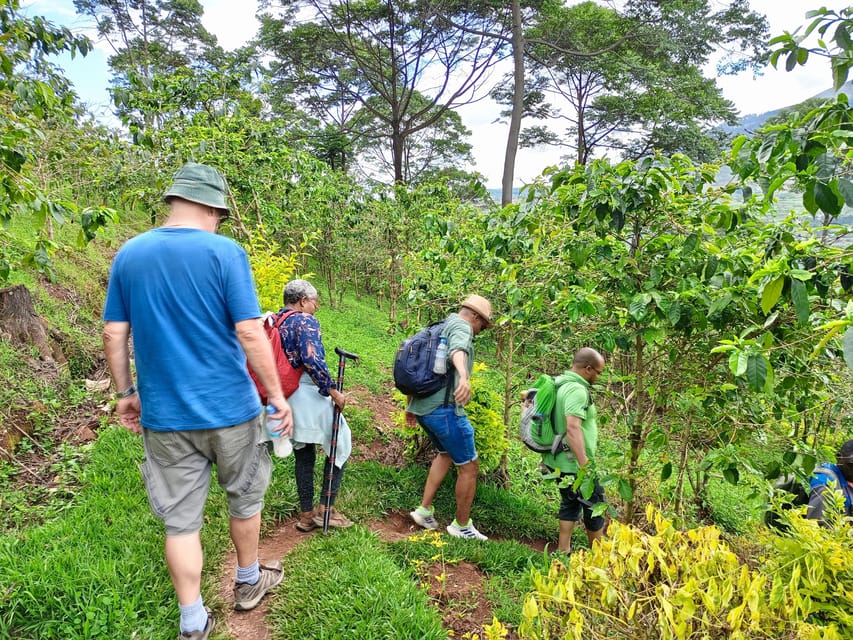 COFFEE PLANTATION TOUR | GetYourGuide