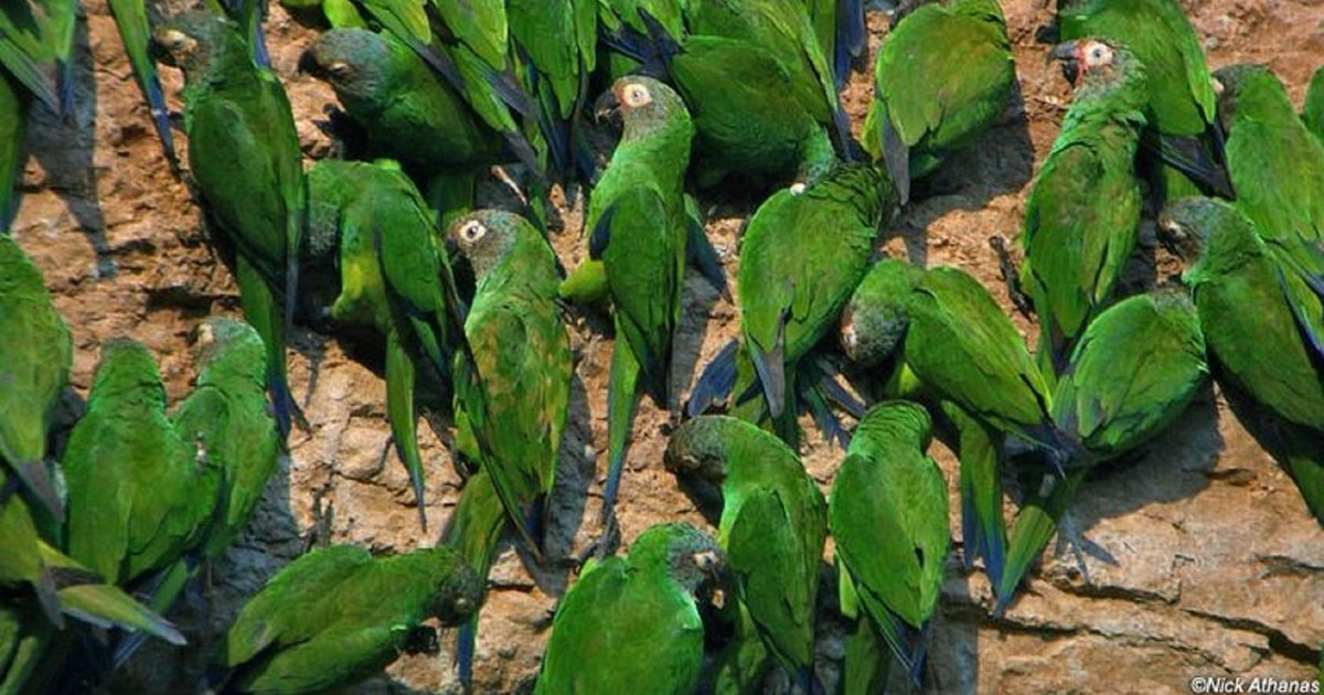 Puerto Maldonado: Cachuela Parrots Clay Lick Sunrise Tour | GetYourGuide
