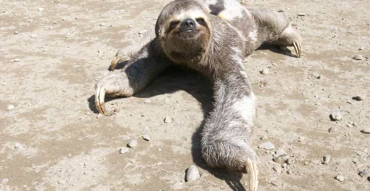 Looking for the Sloth Bear and visit the Monkey Refuge. | GetYourGuide