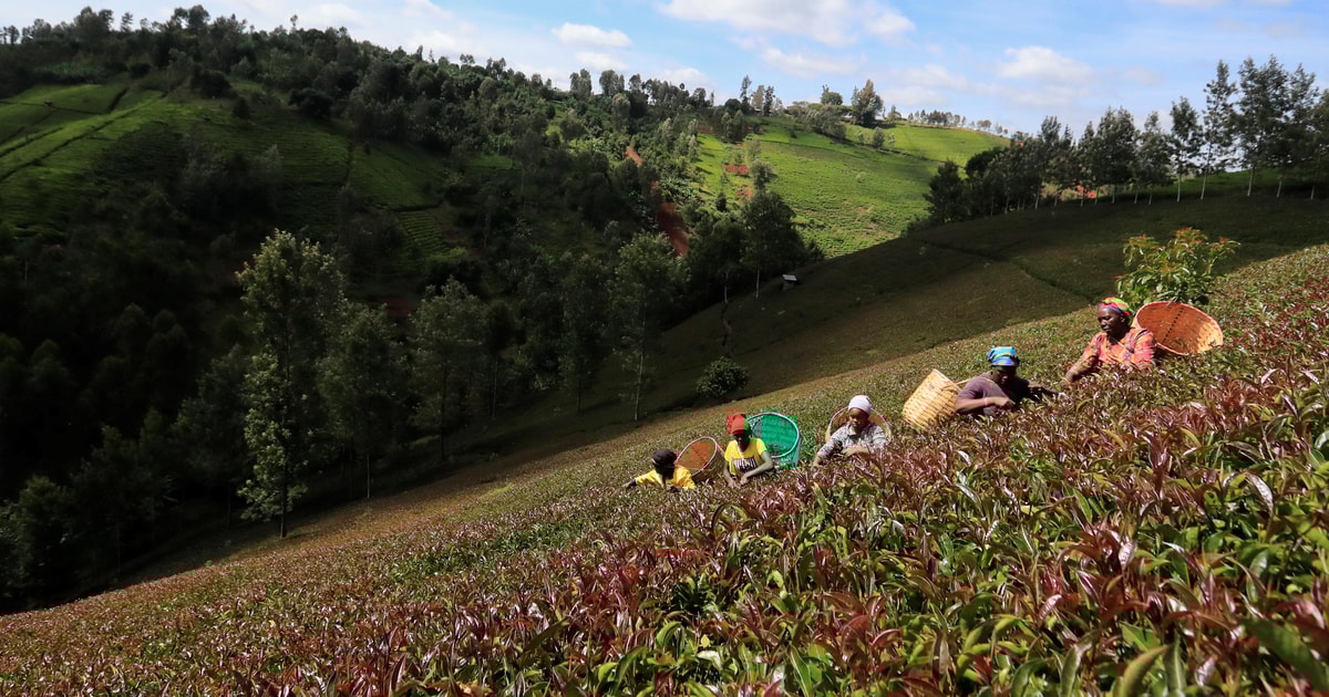 Purple Tea Farm Tour from Nairobi with Tea Tasting & lunch | GetYourGuide