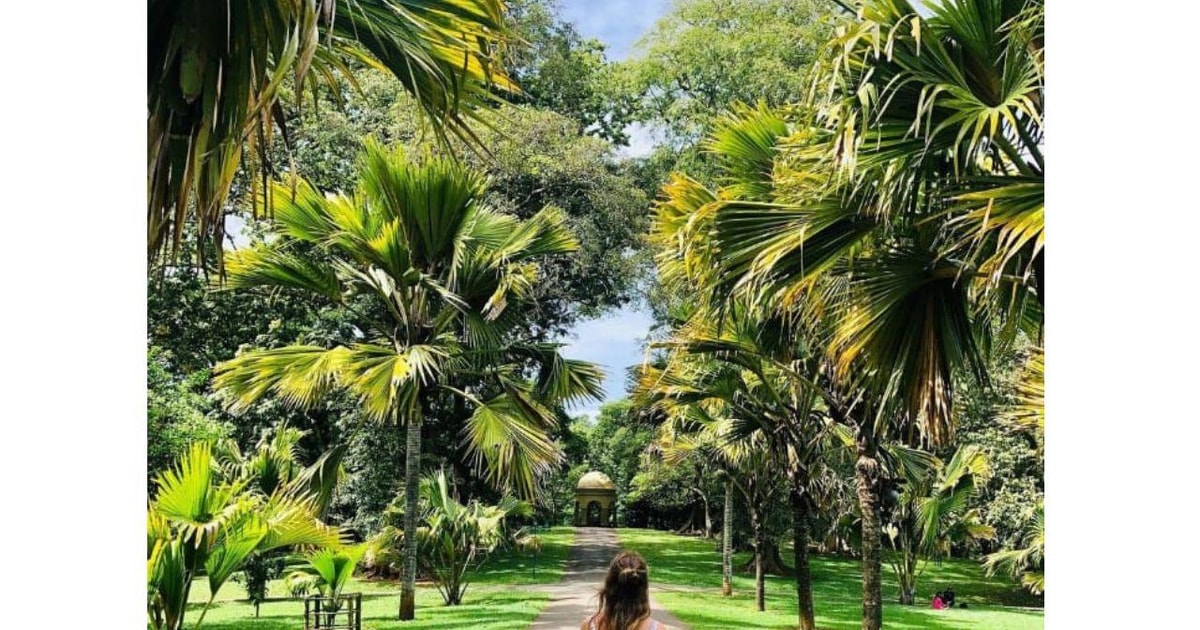 Kandy City Day Tours by Car : Discover Cultural Wonders | GetYourGuide