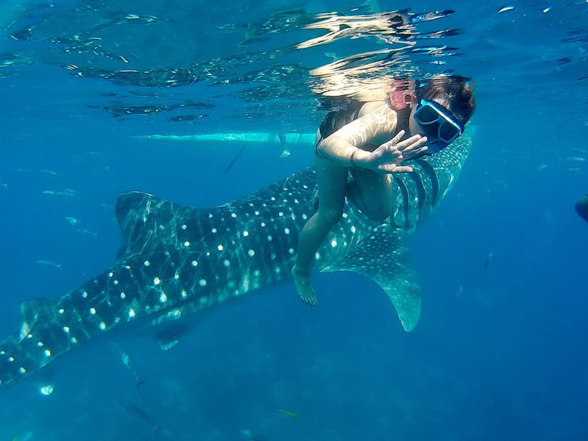 Oslob Cebu Whaleshark Watching Adventure | GetYourGuide