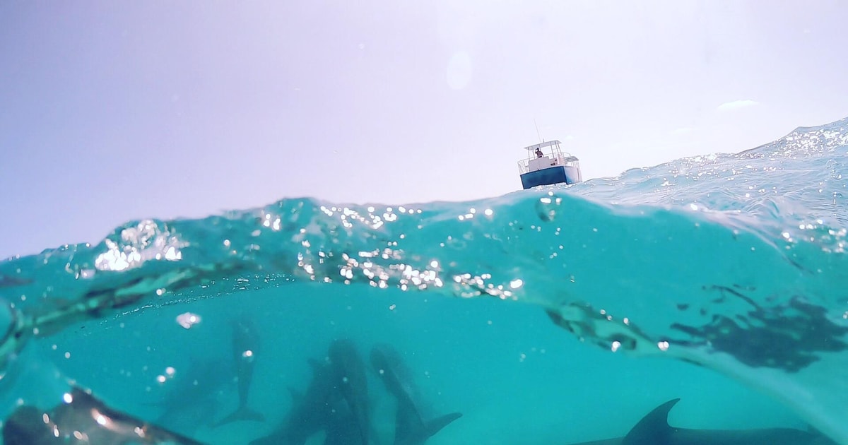 ⁠Snorkeling with Dolphins in Trincomalee | GetYourGuide