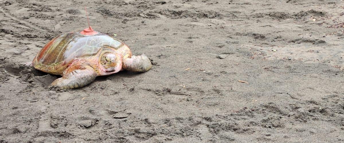 Tortuguero: green sea turtle night tour | GetYourGuide