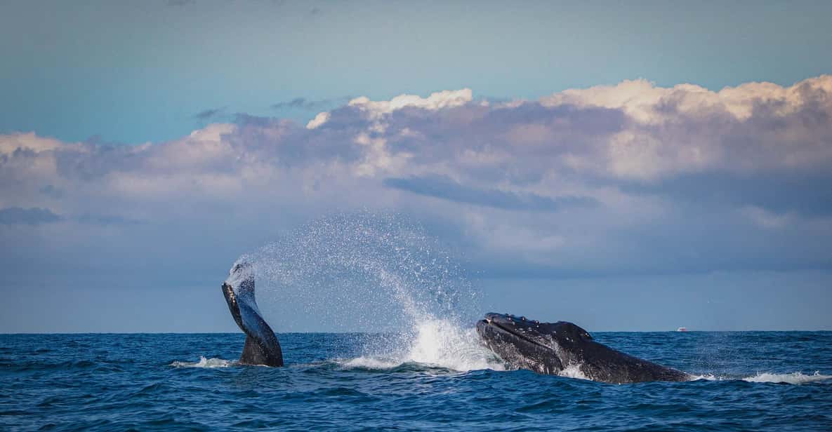 Mirissa : plongée en apnée avec les baleines et la faune marine | GetYourGuide