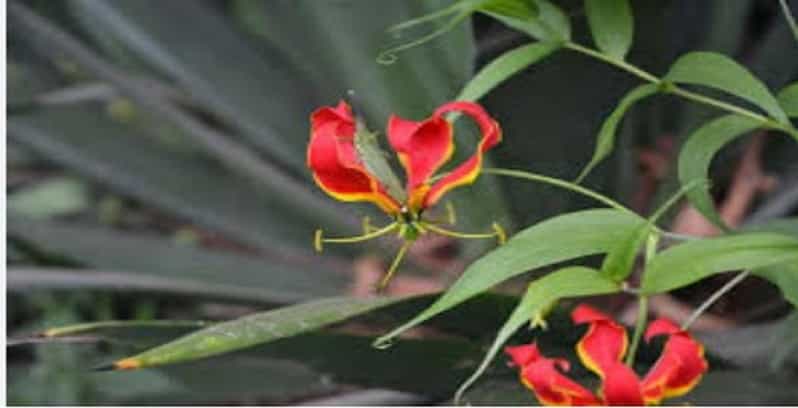 Circuit de 2 jours dans le parc national de Kitulo | Forfait pour 2024 ...