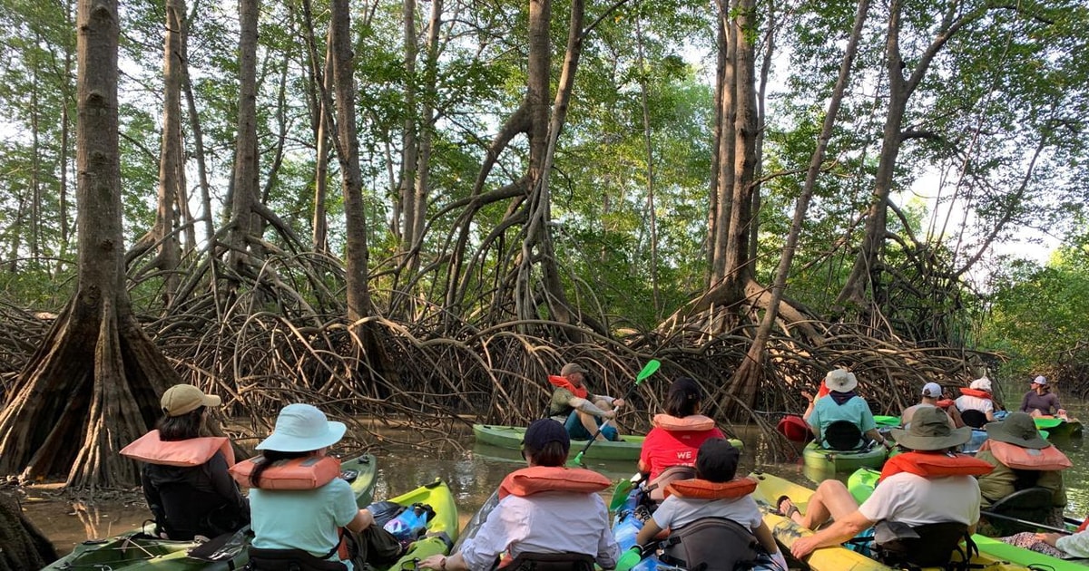 Uvita: Terraba-Sierpe Mangrove Tour with Boat/Kayak | GetYourGuide
