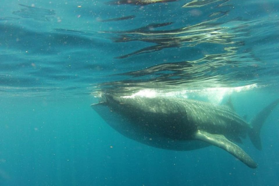 From Holbox Island: Whale Shark Tour | GetYourGuide