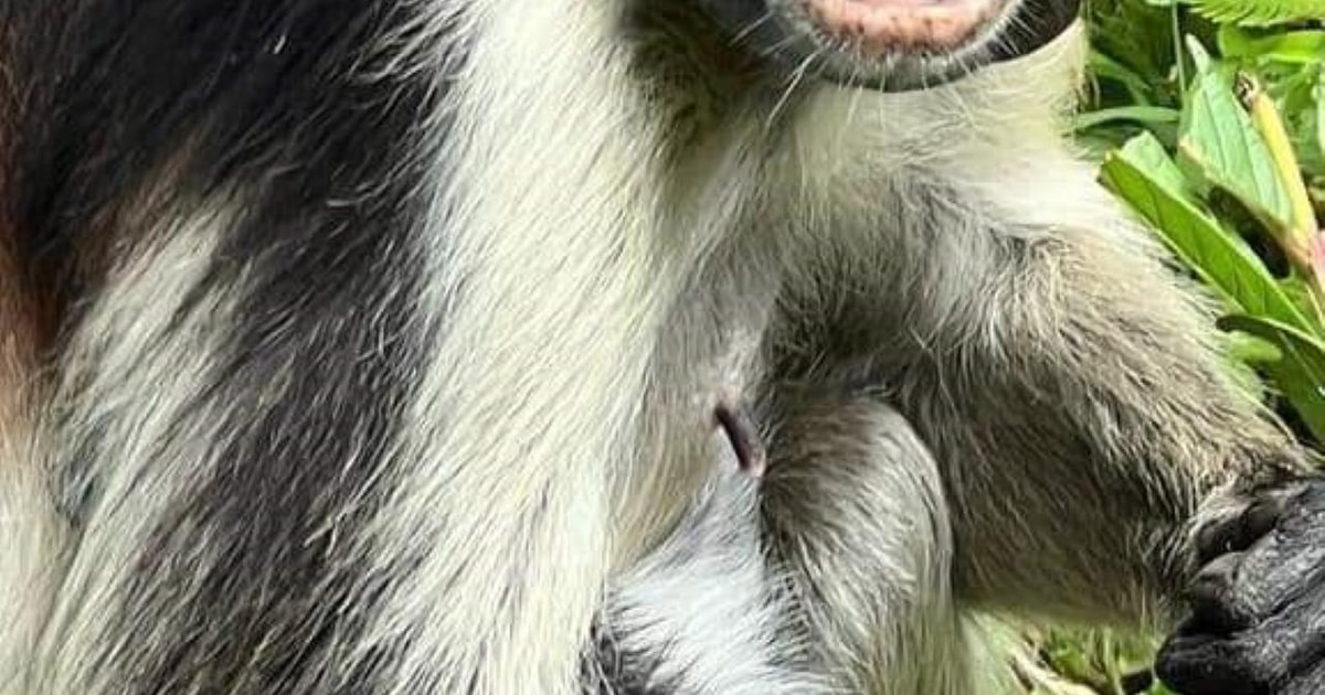 Zanzibar : visite à pied de la forêt de Jozani | GetYourGuide