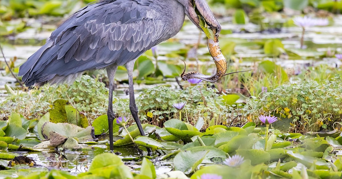 From Entebbe/Kampala: Mabamba Birding Experience | GetYourGuide
