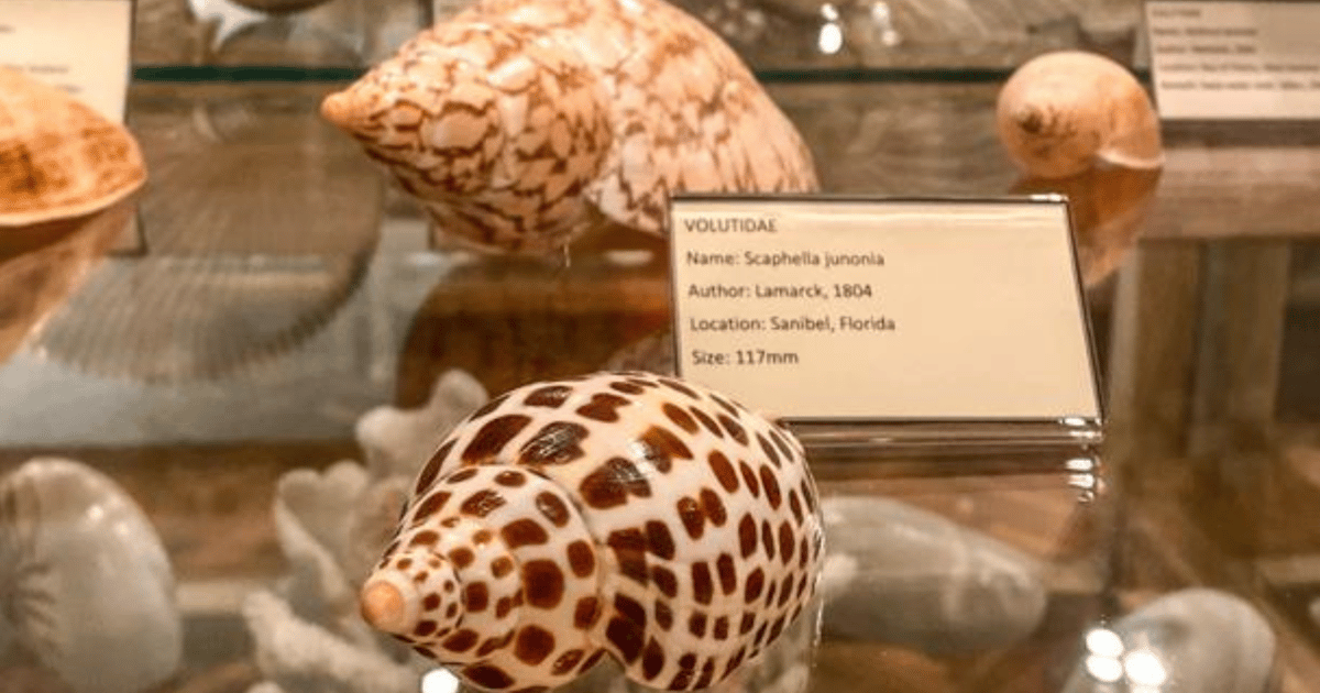 Cavtat: Shell Museum Entry Ticket with Guided Tour Option | GetYourGuide