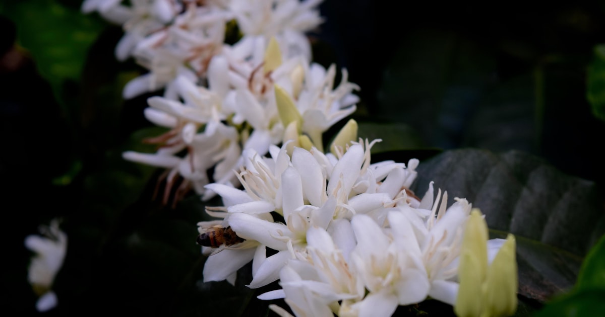 Arusha: Coffee Tour &/Or Pottery Lesson with Lunch | GetYourGuide