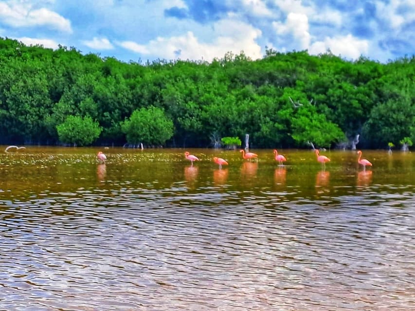 Merida: Sisal Kayak Through Mangroves and Bird Watching Tour | GetYourGuide