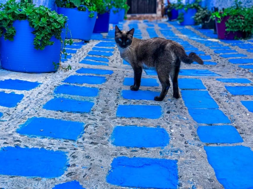 6 Gün Kazablanka'dan Marakeş'e Çöl, Fez ve Chefchaouen üzerinden ...