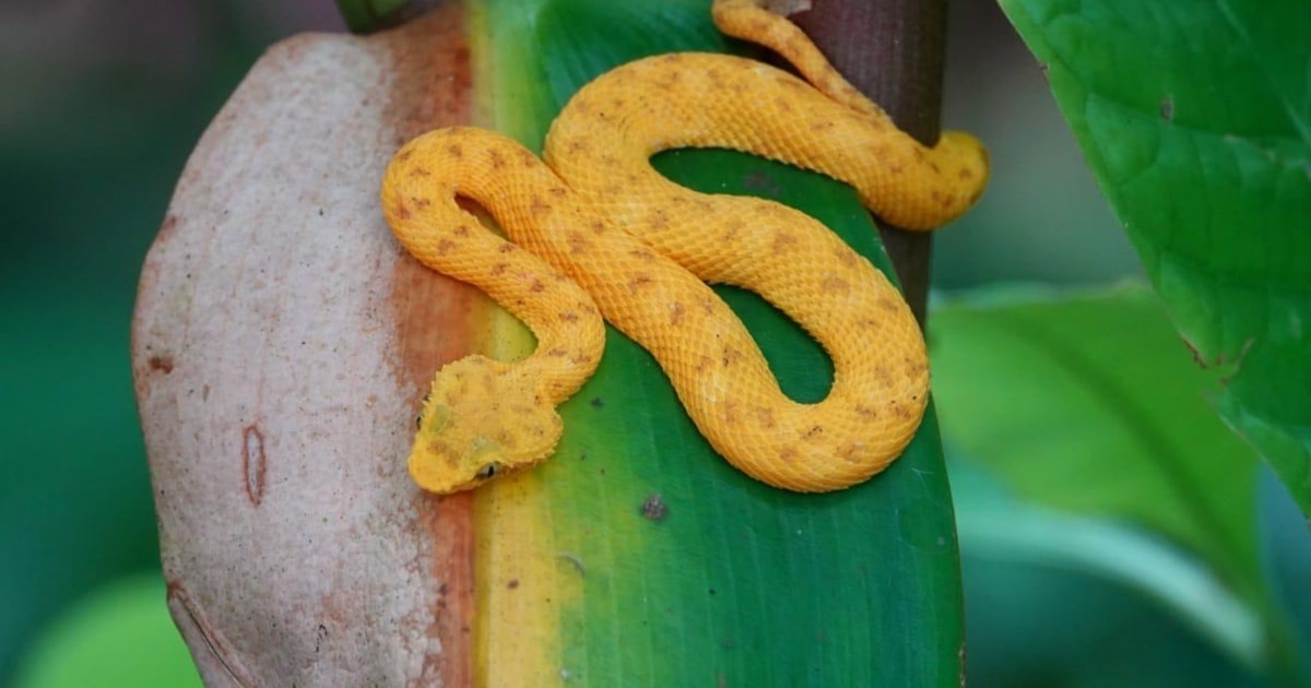 Cahuita: Escursione guidata nel Parco Nazionale di Cahuita | GetYourGuide