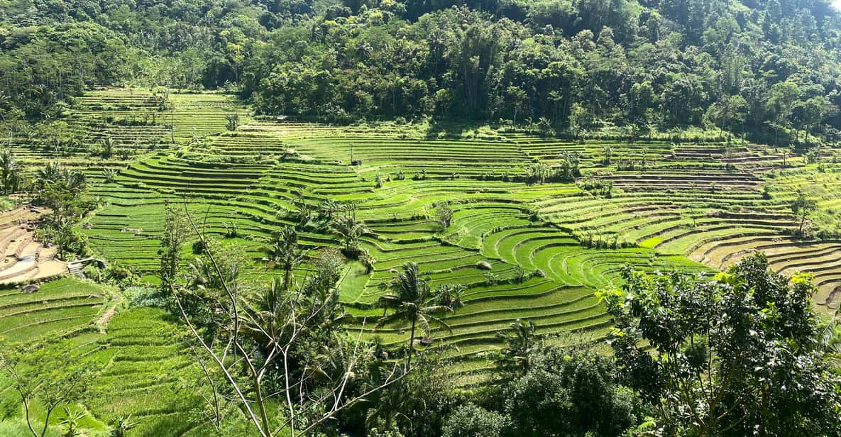 Selogriyo Temple Rice Terraces Private Tour with Local Lunch | GetYourGuide