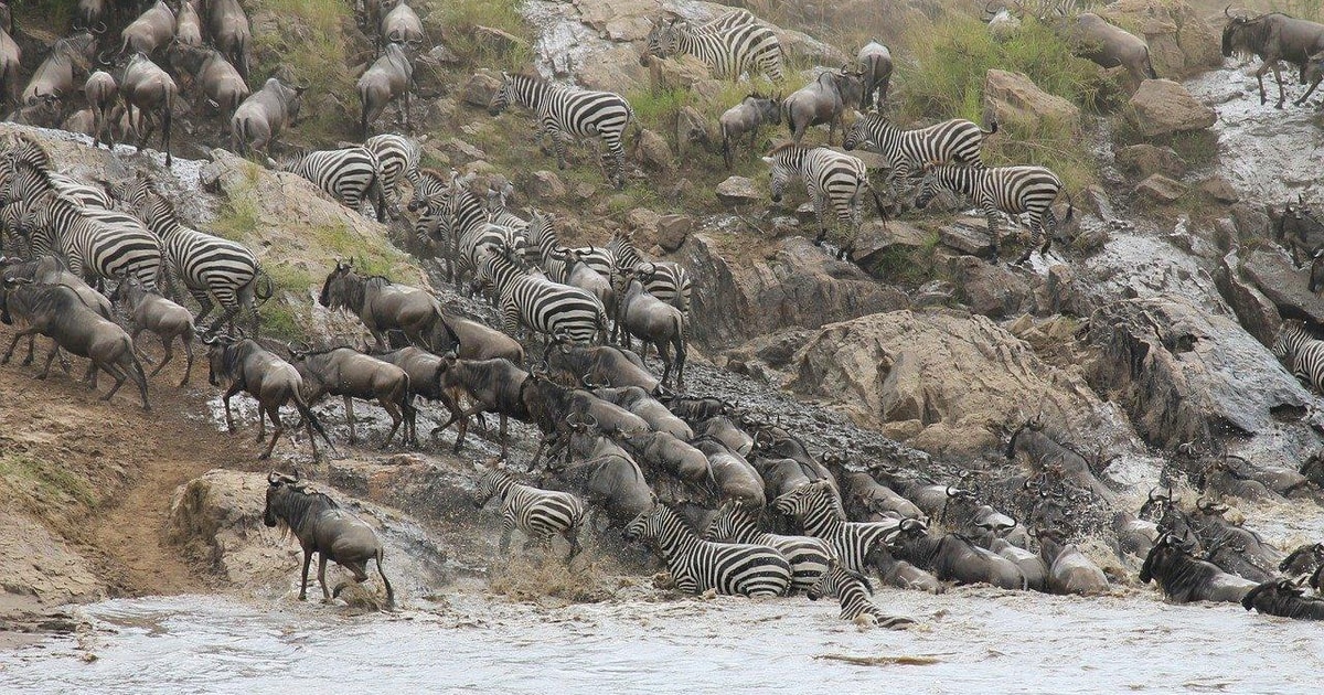 Tolle 9 Tage Serengeti Gnu-Migrations-Safari im Juni | GetYourGuide