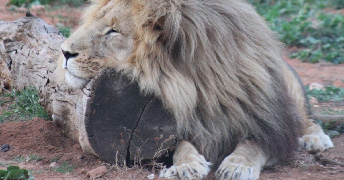 Addo Elephant Park: Big 7 Safari mit Guide | GetYourGuide