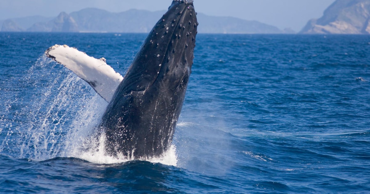 Whale Watching ab Naha (Abholung in Naha) mit englischem Guide ...