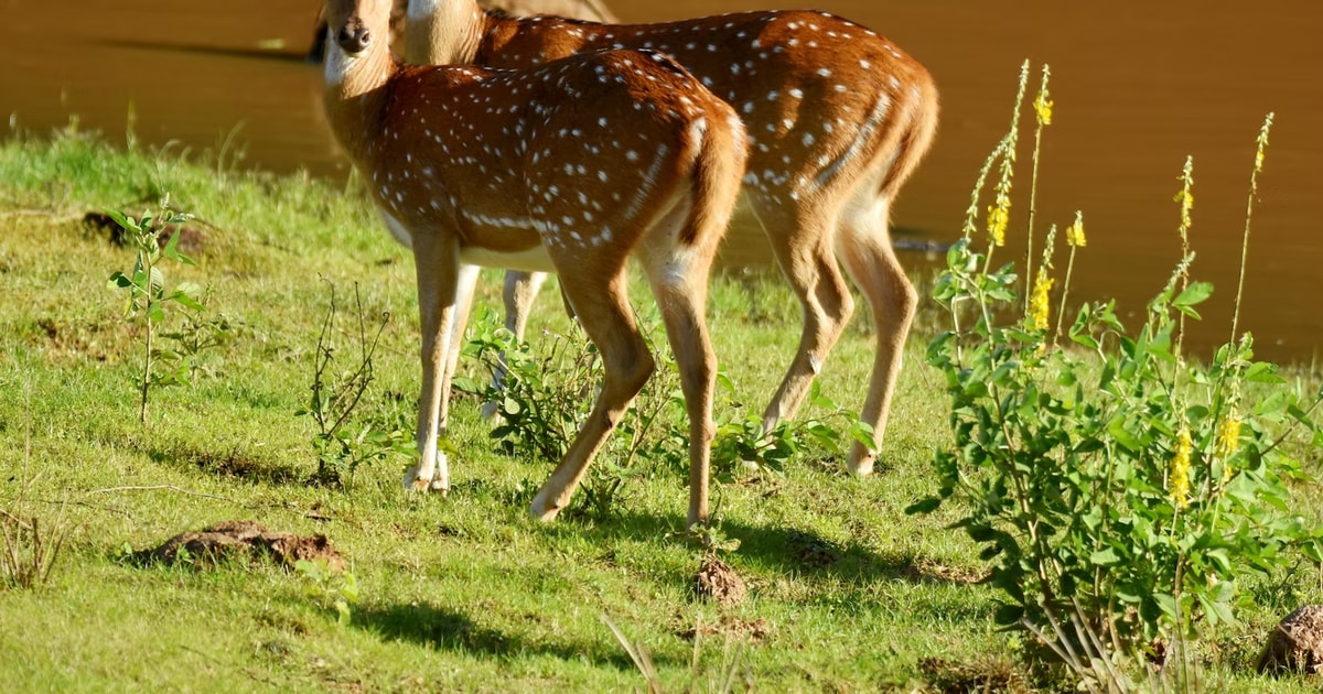 Yala National Park Wildlife safari from Mirissa | GetYourGuide
