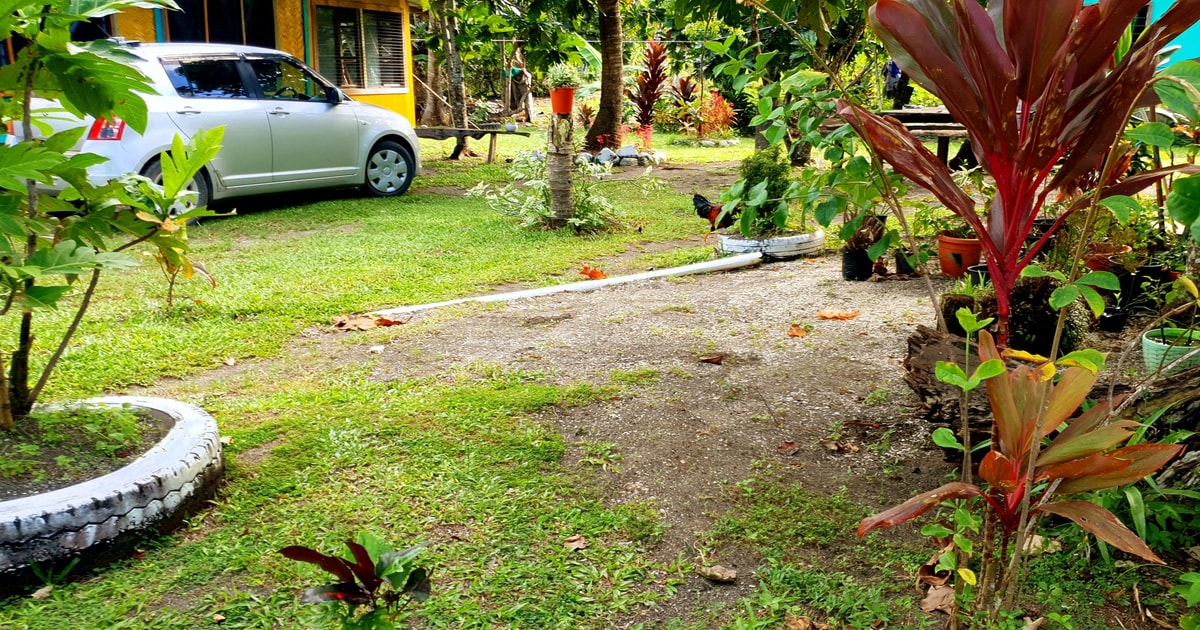 Tailevu: Dolphin Watch Cruise and Weaving Workshop | GetYourGuide
