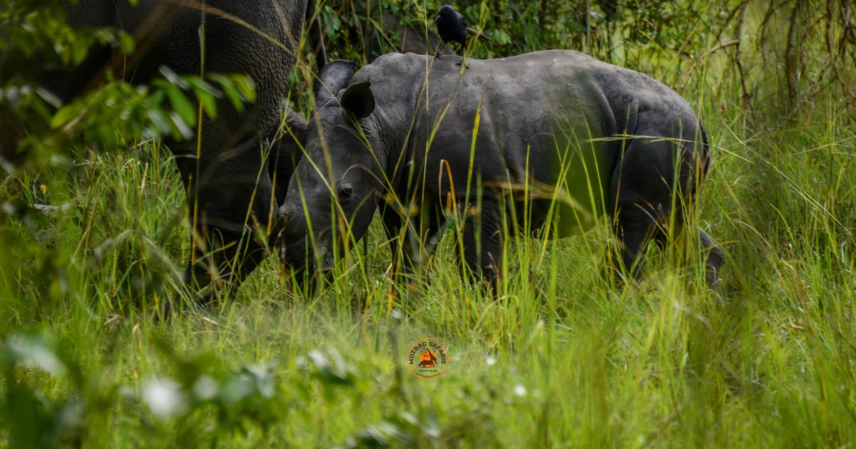 Ouganda : 10 jours de safari pour les primates et les animaux sauvages ...