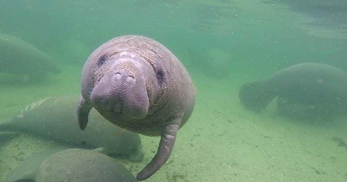 Anna Maria Island/Bradenton: Guided Kayak Manatee Tour | GetYourGuide