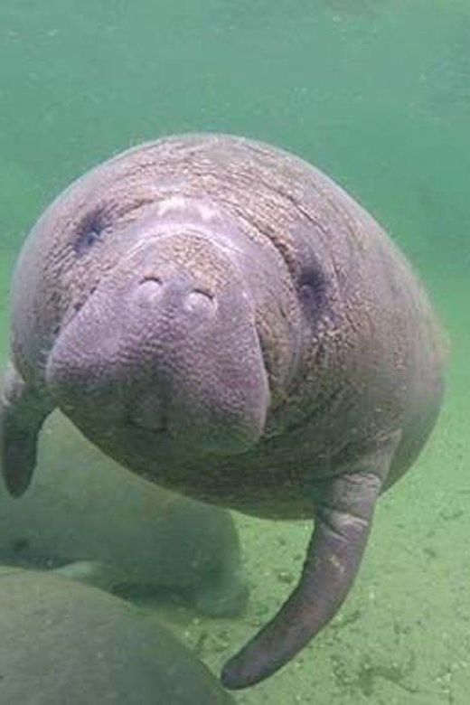 Bradenton: Anna Maria Island Guided Kayaking Manatee Tour | GetYourGuide