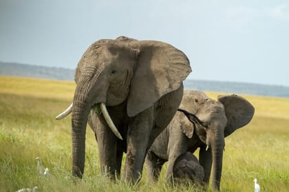 13-Day Spirit of Kenya and Tanzania Relaxed 360 Circuit | GetYourGuide