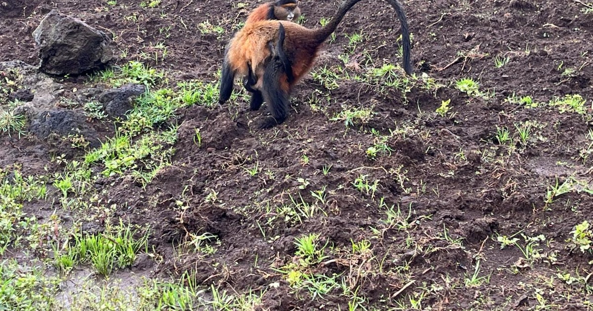 From Kigali: 1 Day Golden Monkey Trek in Volcanoes NP | GetYourGuide