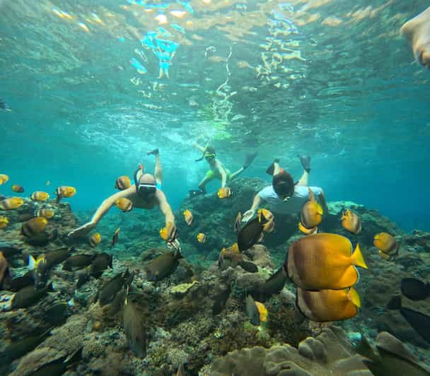 Nusa Penida: Snorkeling Trip at Manta Point, Gamat, Wall Bay | GetYourGuide
