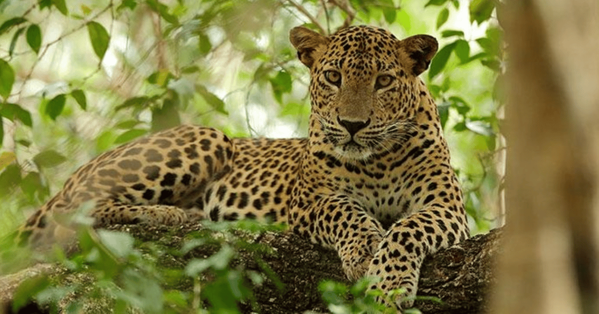 Safari Serenity: ekskluzywna przygoda w Parku Narodowym Wilpattu ... Safari Serenity: ekskluzywna przygoda w Parku Narodowym Wilpattu ...