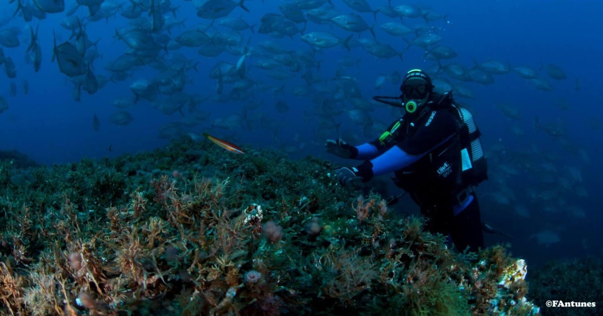 Porto: My first Scuba Dive in the Ocean | GetYourGuide
