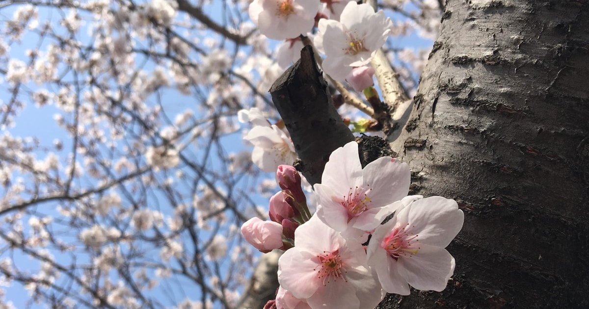 Jeju: King Cherry Natural Habitat Small Group Tour | GetYourGuide