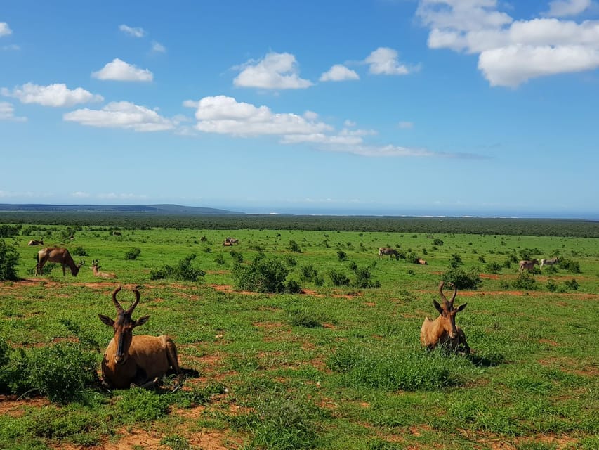 Private Half Day Addo Elephant National Park Safari | GetYourGuide
