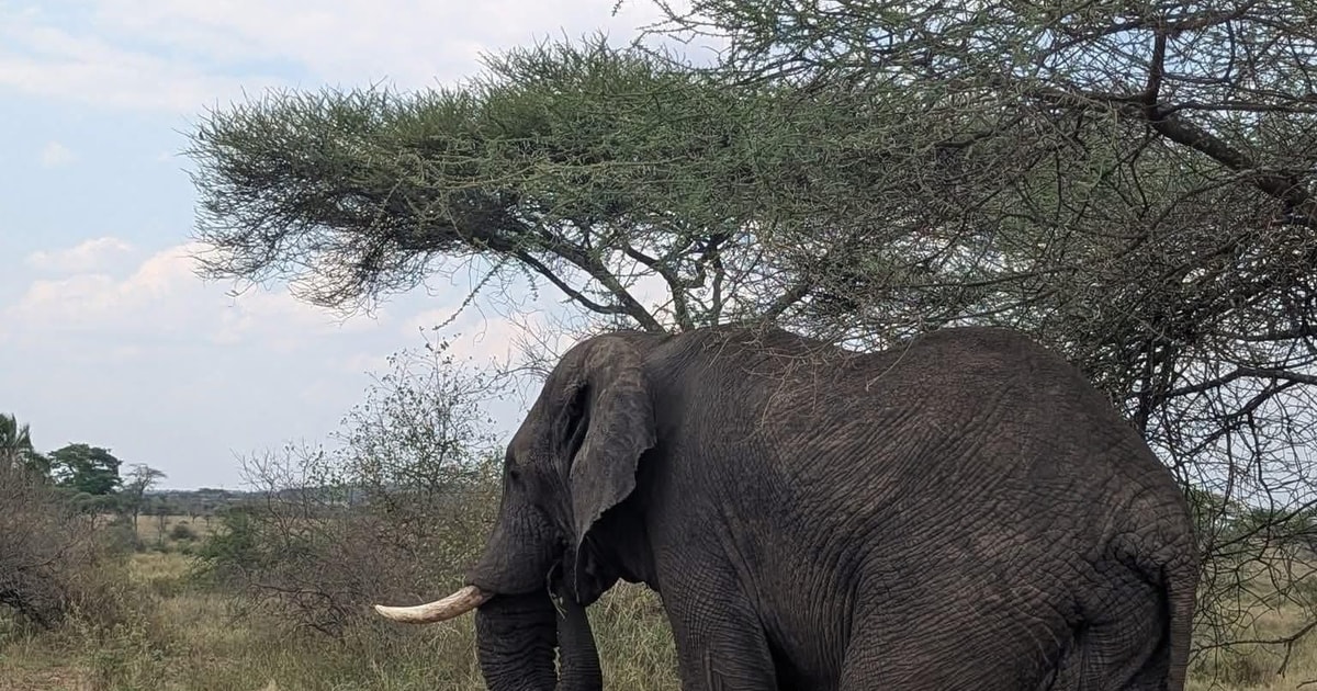 Arusha: wycieczka 1-dniowa do Parku Narodowego Tarangire | GetYourGuide