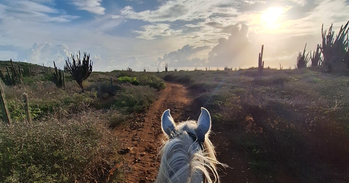 Aruba: 2-Hour advanced Horseback Riding Tour with Beach | GetYourGuide