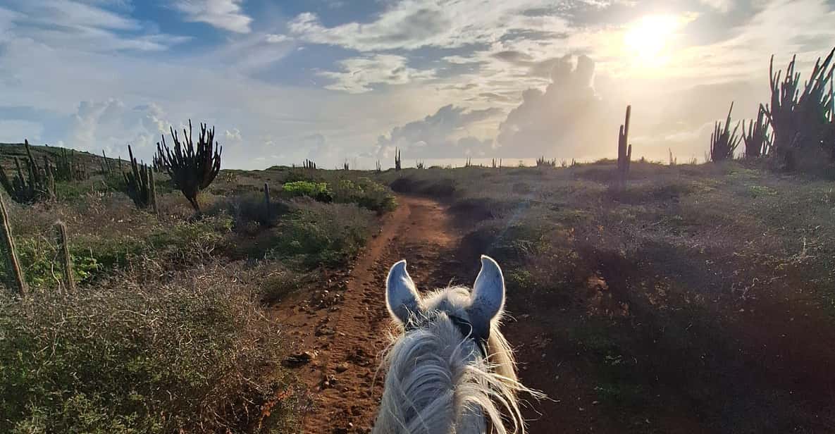 Aruba: 2-Hour advanced Horseback Riding Tour with Beach | GetYourGuide