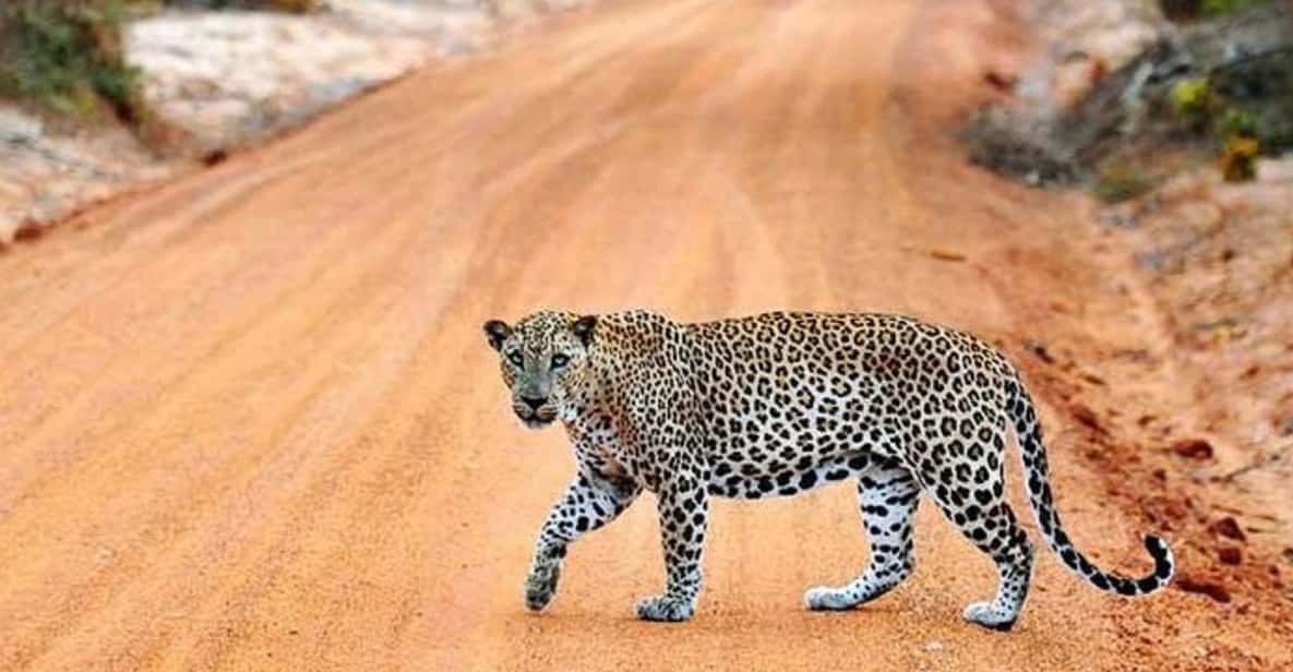 Parco Nazionale di Yala: Safari di mezza giornata dal porto di ...