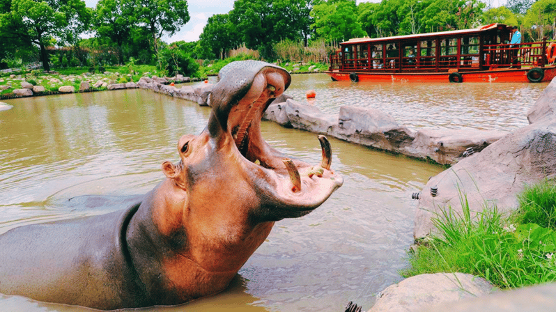 Shanghai: Wild Animal Park Ticket | GetYourGuide