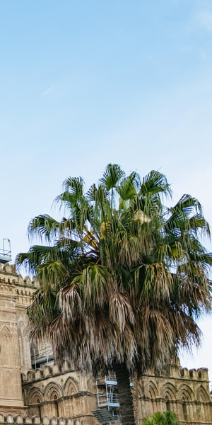 Palermo: Street Food and History Walking Tour | GetYourGuide