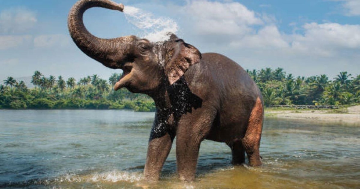 Exkluzív Periyar Wildlife Elefántfürdő túra (03 nap) | GetYourGuide