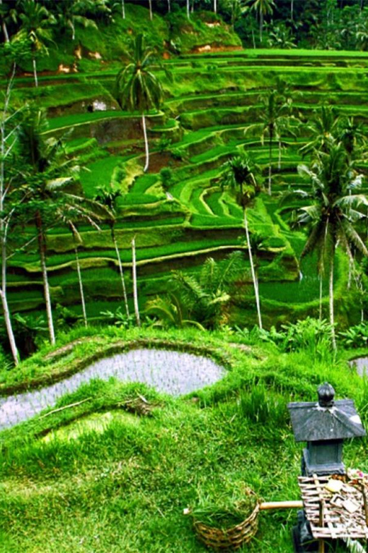 Best of Ubud - Full Day Private Tour | GetYourGuide