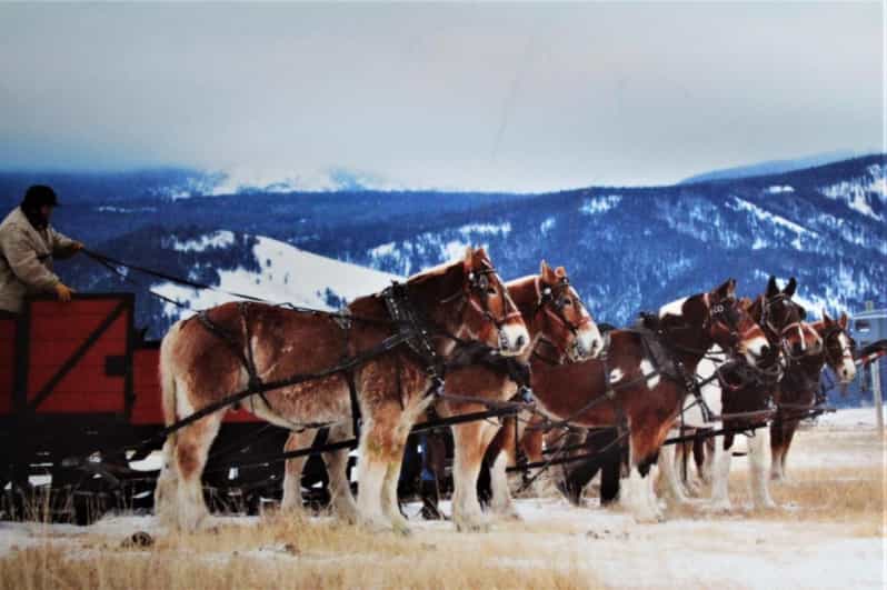 Jackson Hole: National Elk Refuge Sleigh Ride | GetYourGuide